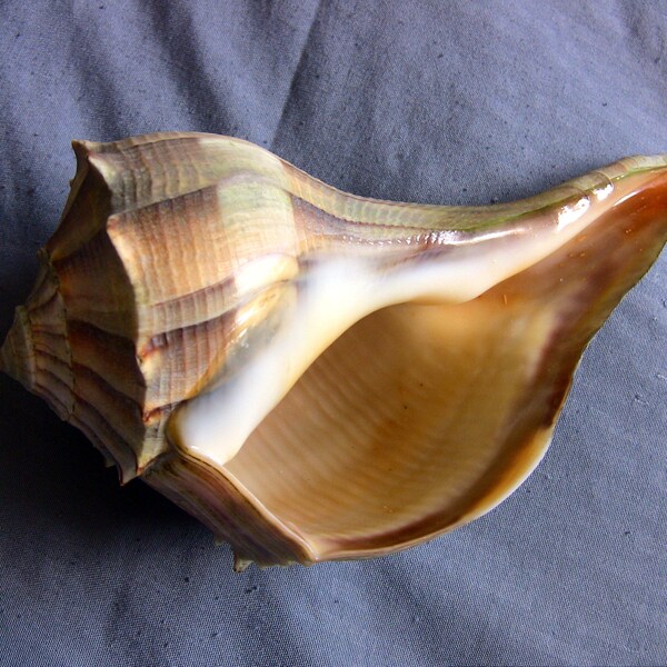 Conch Shell Art - Etsy
