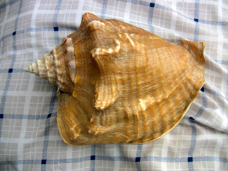 Beautiful Florida Milk Conch Shell 7" Large - Etsy