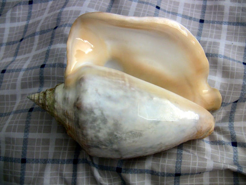 Beautiful Florida Milk Conch Shell 7" Large - Etsy