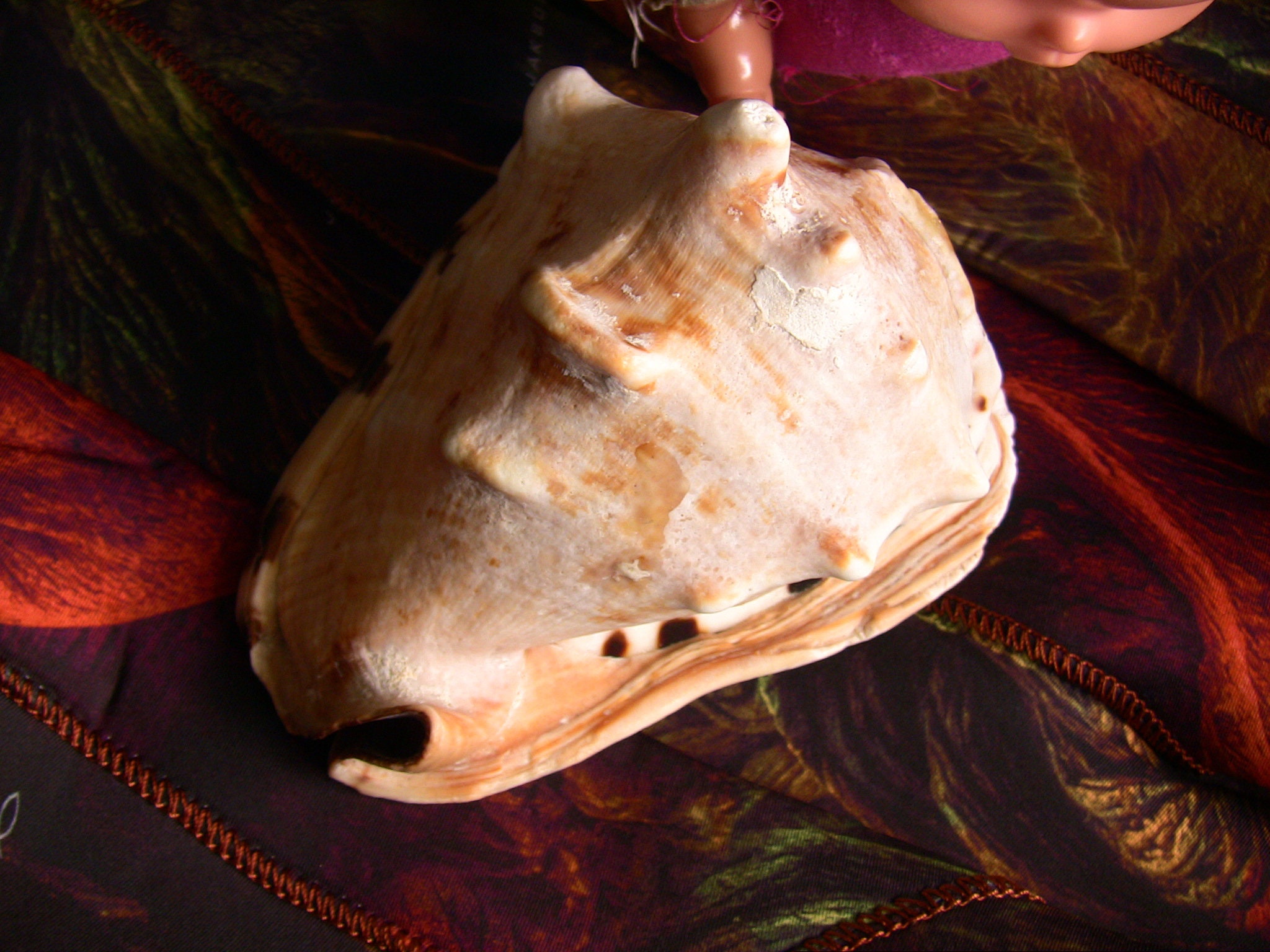 Beautiful Queen Helmet Conch Shell, About 5-1/4" Large Seashell - Etsy