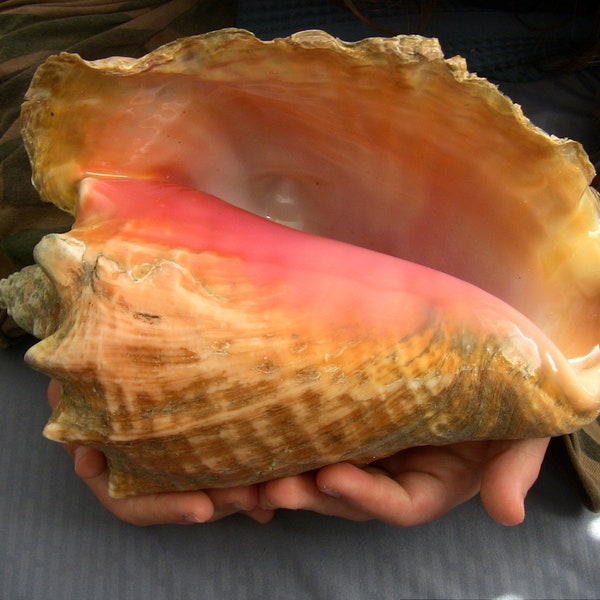 Conch Shell Art - Etsy