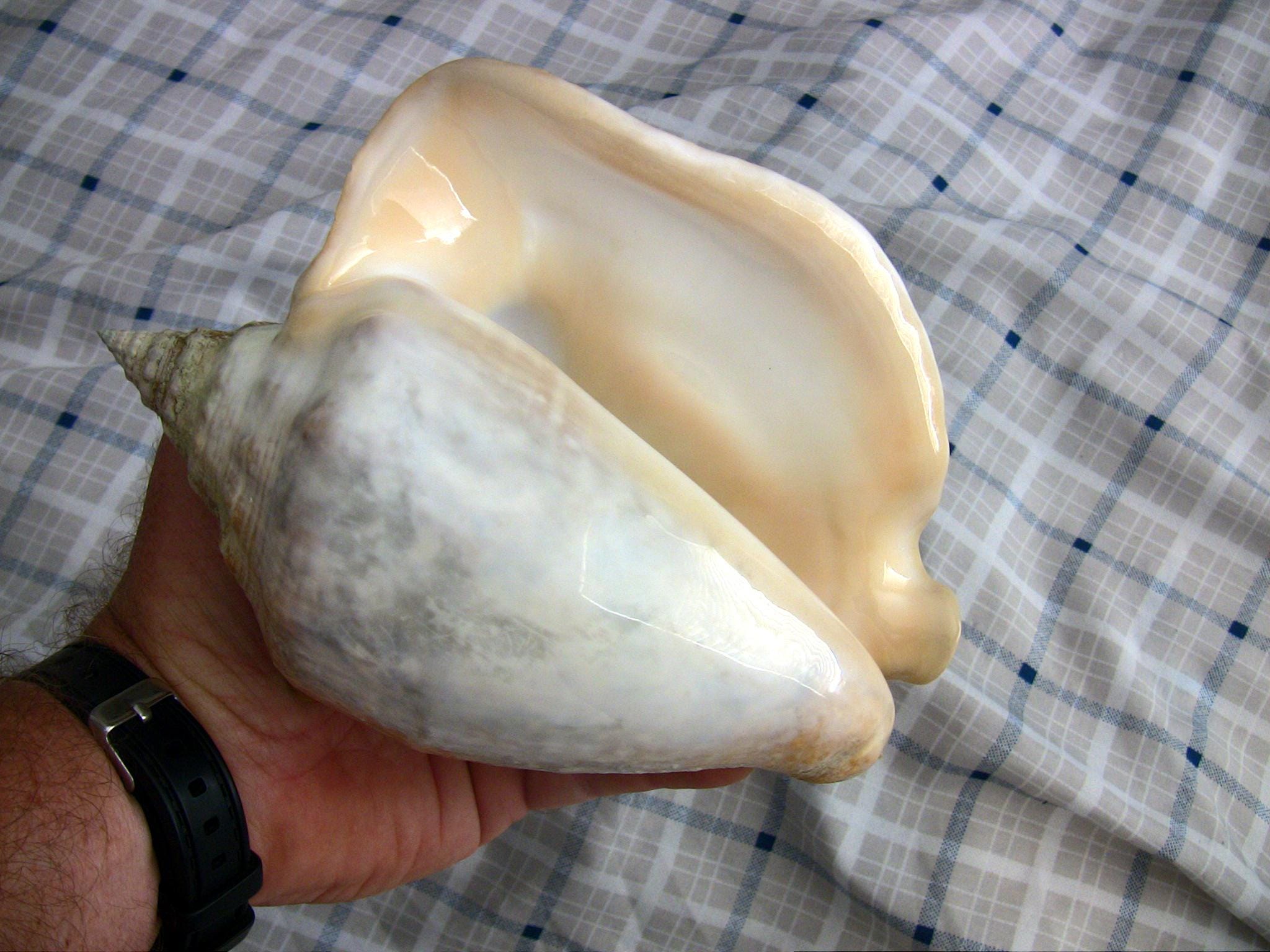 Beautiful Florida Milk Conch Shell 7" Large - Etsy