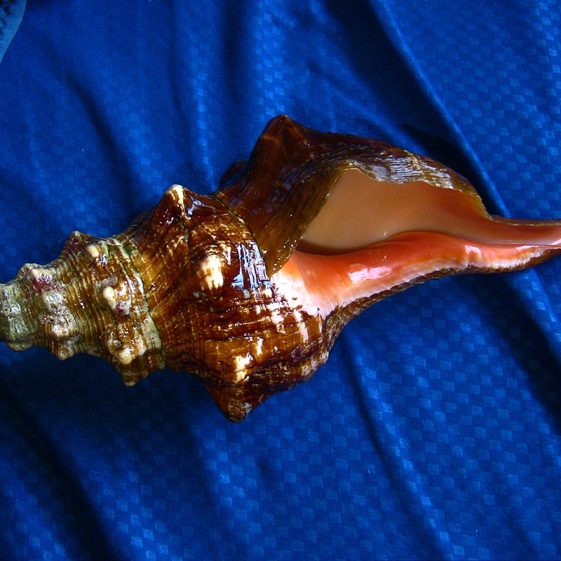 Florida Conch Shell - Etsy