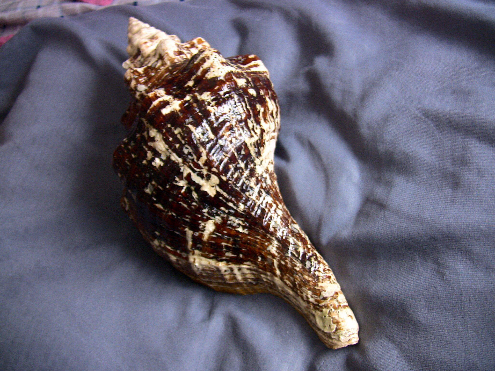 Beautiful Horse Conch Shell About 12 Large Seashell - Etsy Norway
