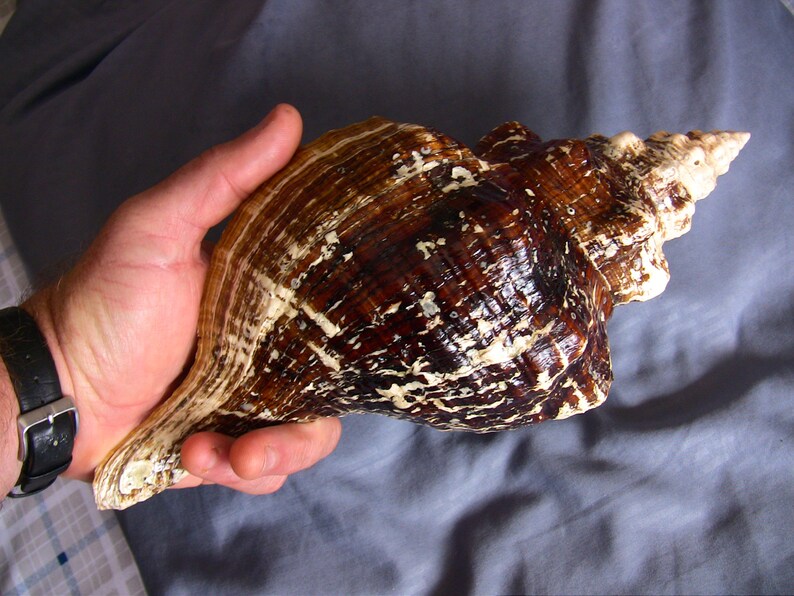 Beautiful Horse Conch Shell About 12 Large Seashell - Etsy