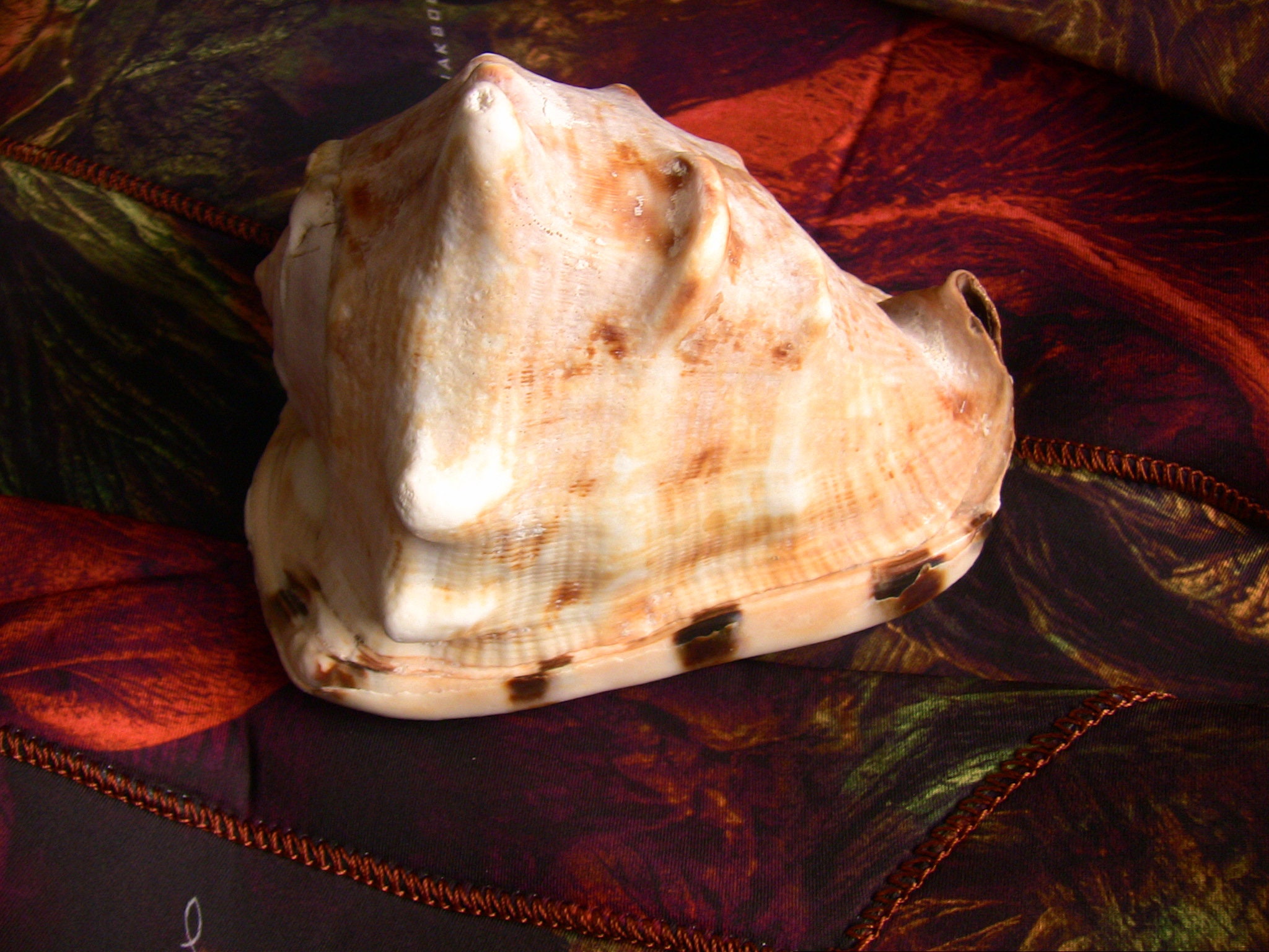 Beautiful Queen Helmet Conch Shell, About 5-1/4" Large Seashell - Etsy