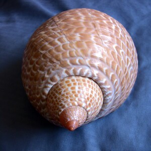 Huge Atlantic Partridge Tun Conch Shell 7 Large for - Etsy