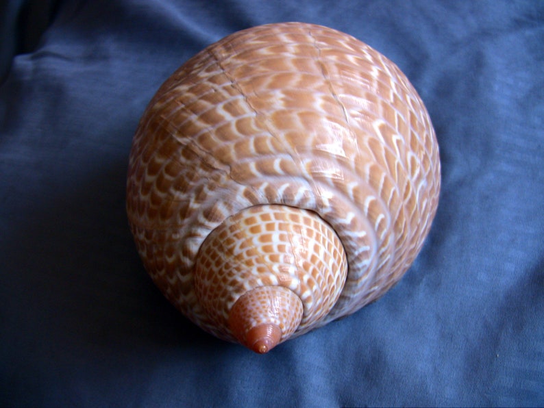Huge Atlantic Partridge Tun Conch Shell, 7 Large, for Decoration ...