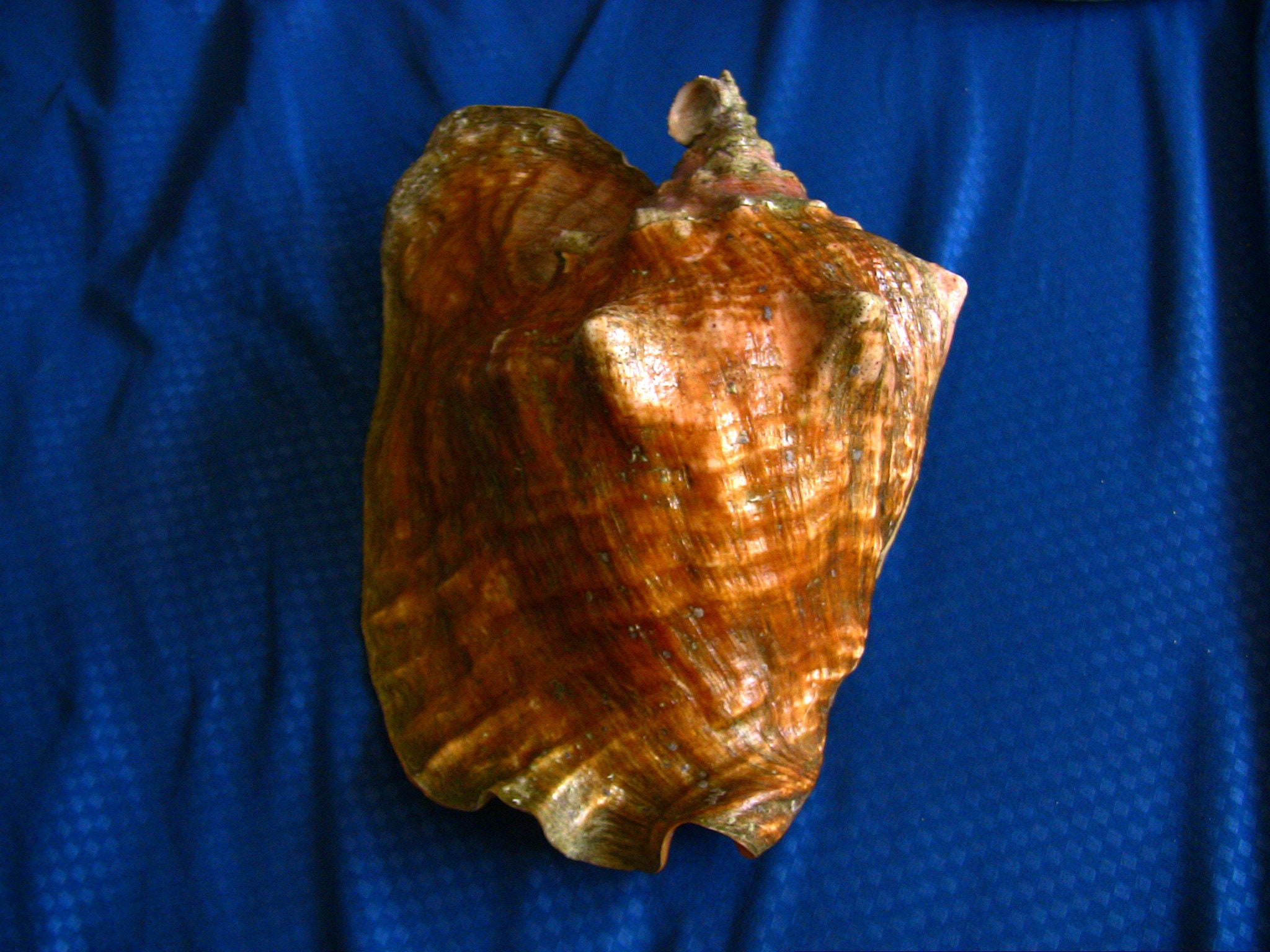 Top Notch Queen Conch Shell, 10.5 Large, Diver's Finding for the Most ...