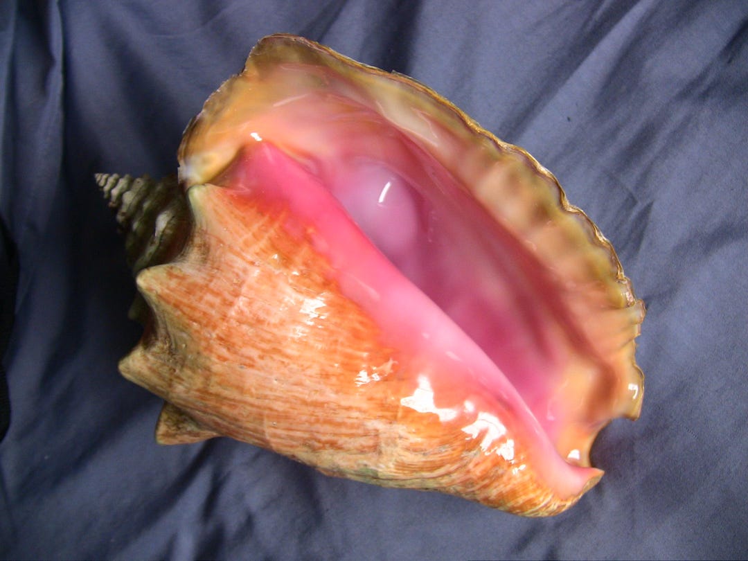 Beautiful Queen Conch Shell, 8-1/4 Large - Etsy