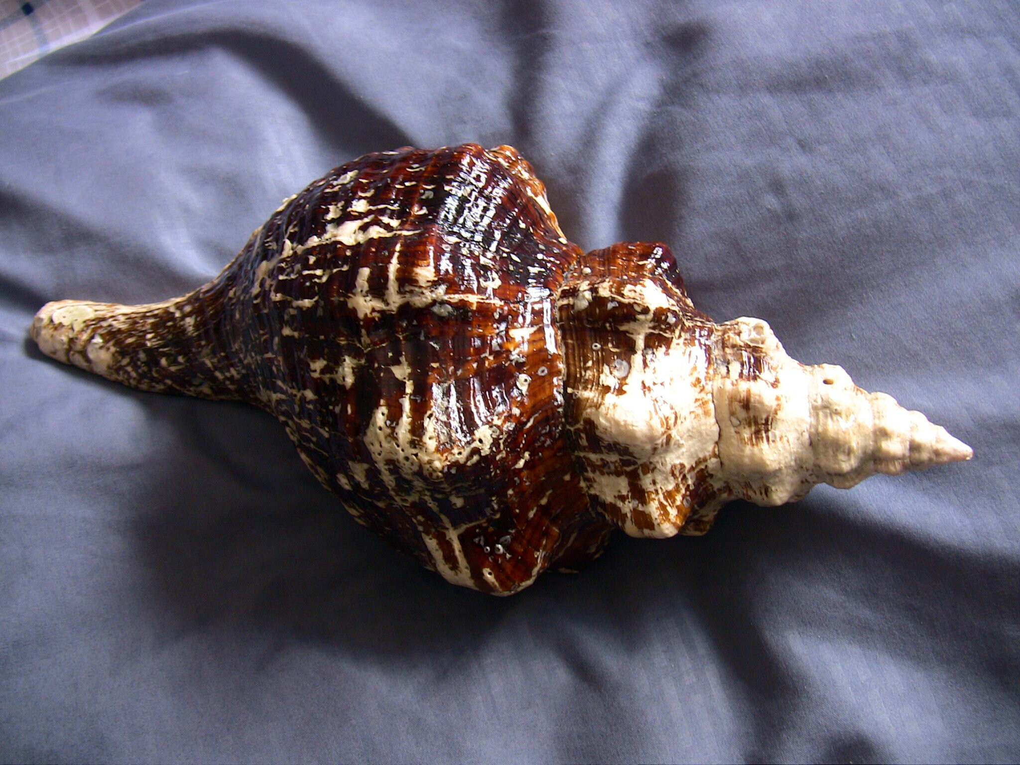 Beautiful Horse Conch Shell About 12 Large Seashell - Etsy