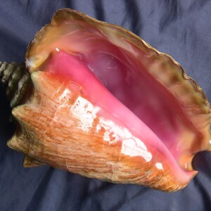 Beautiful Queen Conch Shell, 8-1/4 Large - Etsy