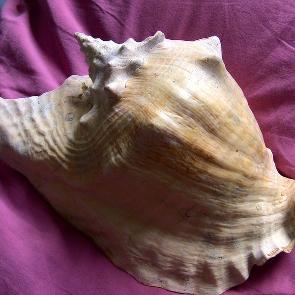 Queen Conch Shells - Etsy
