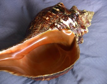 Horse Conch Shell - Etsy