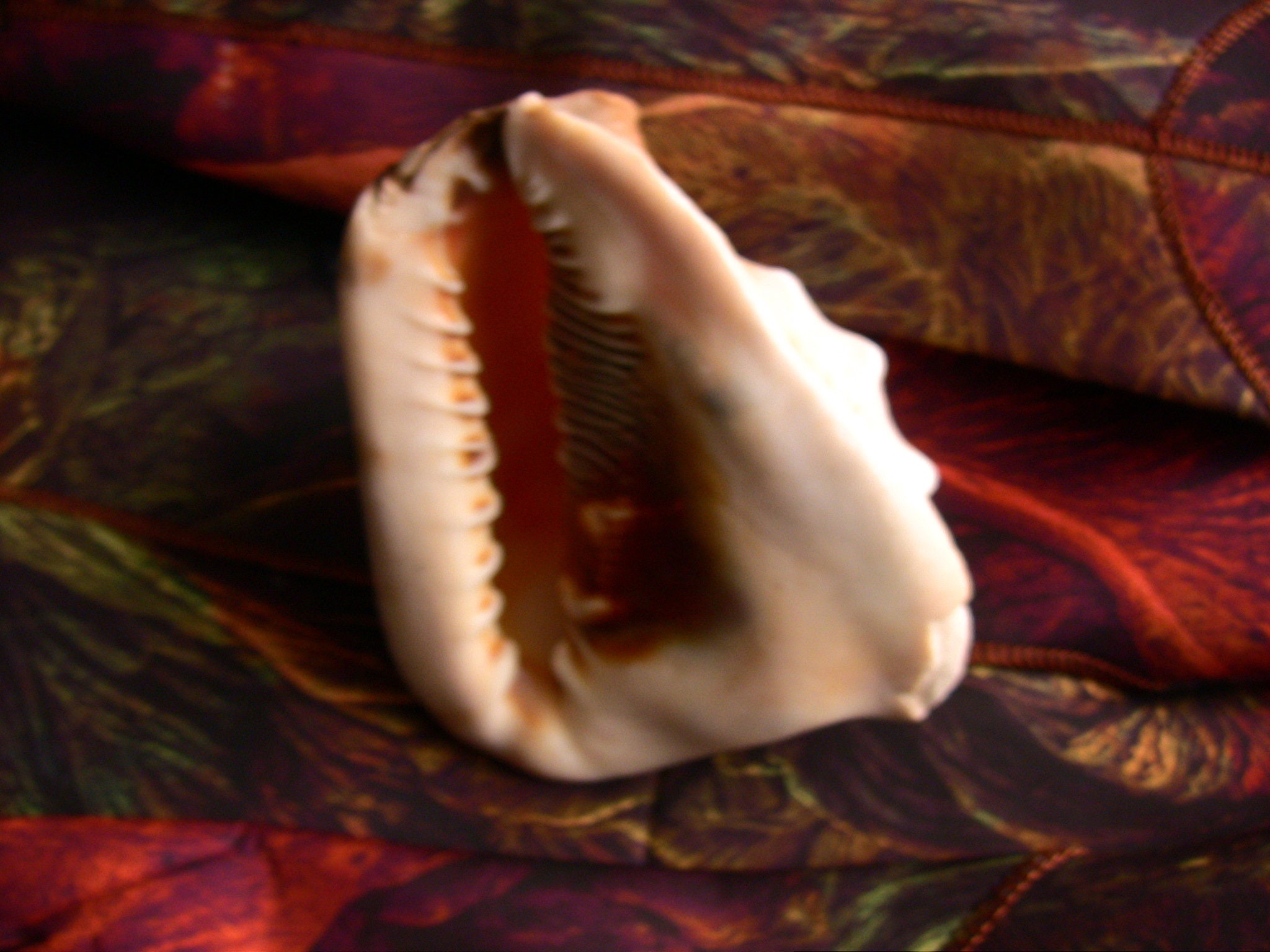 Beautiful Queen Helmet Conch Shell, About 5-1/4 Large Seashell - Etsy