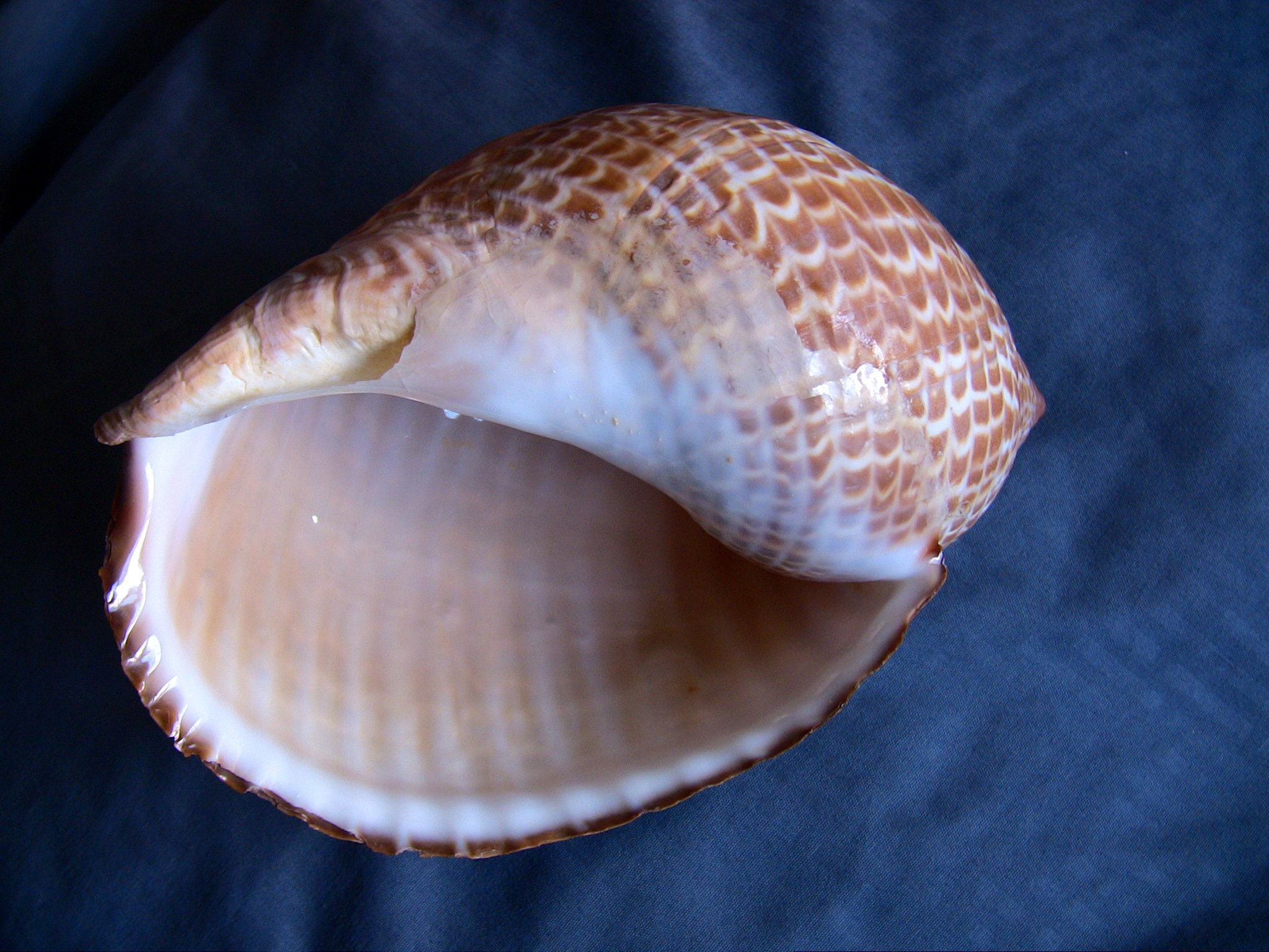 Huge Atlantic Partridge Tun Conch Shell, 7 Large, for Decoration ...