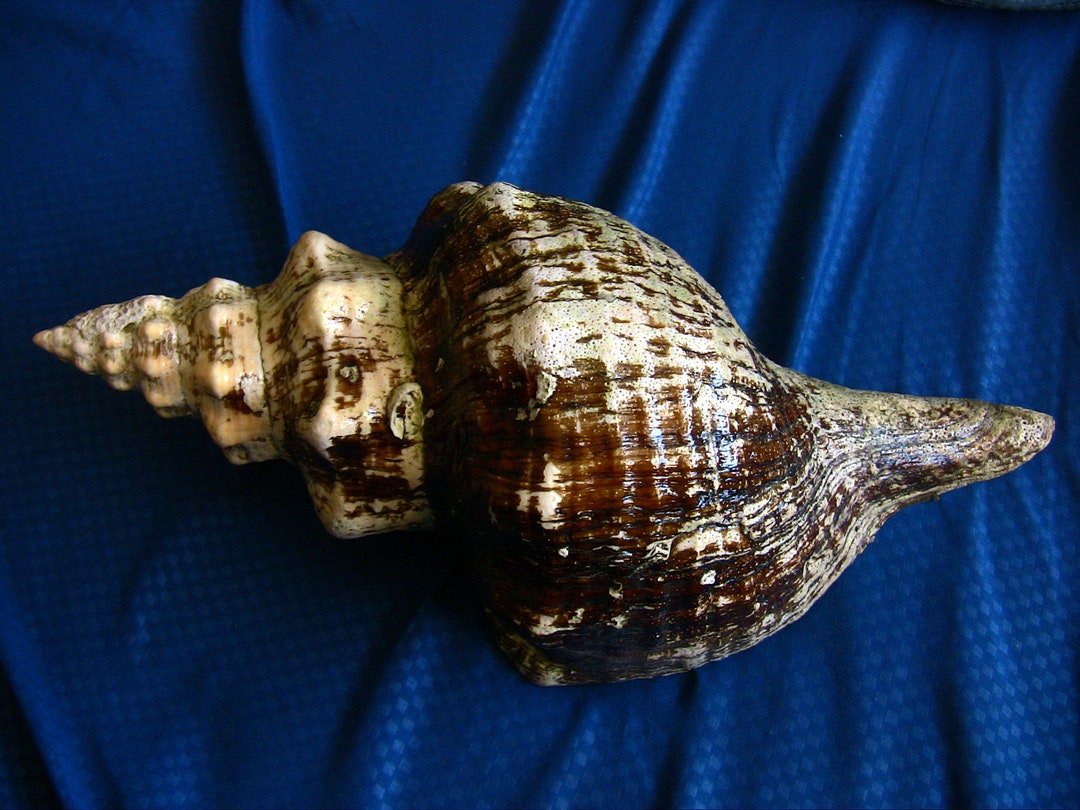 Large Horse Conch Seashell, 15" Large - Etsy