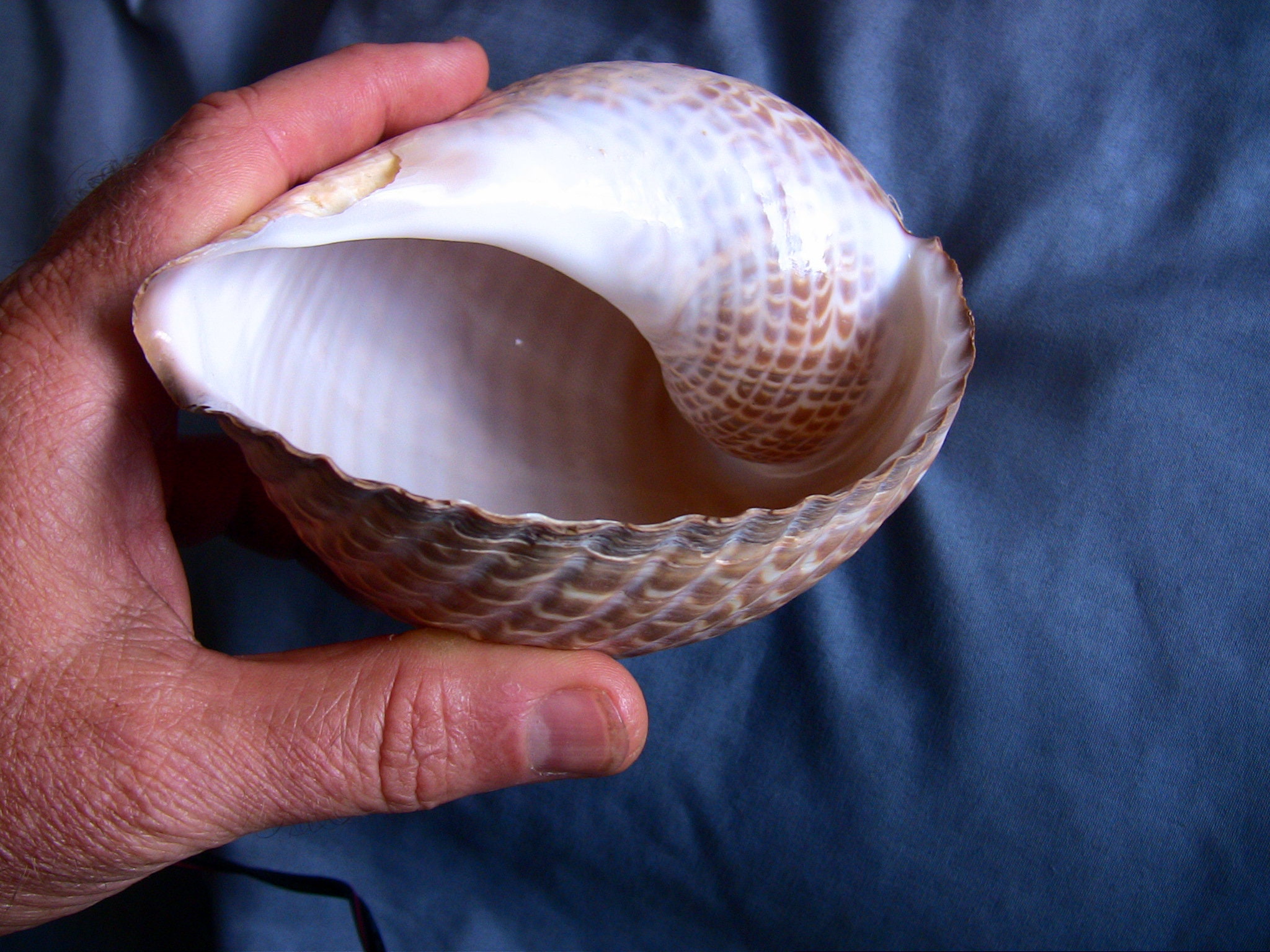 Huge Atlantic Partridge Tun Conch Shell, 7 Large, for Decoration ...
