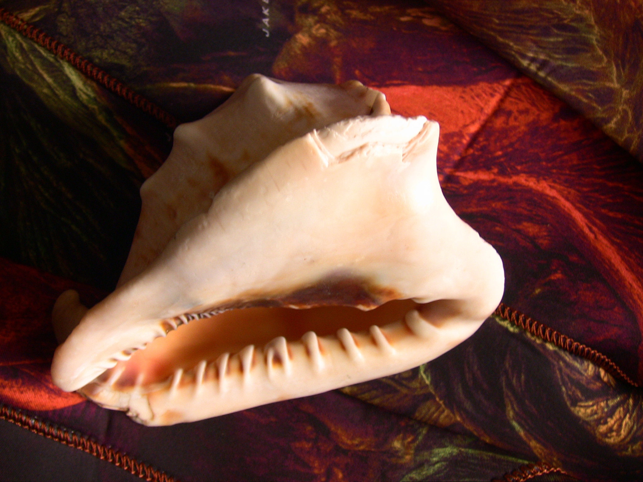 Beautiful Queen Helmet Conch Shell, About 5-1/4 Large Seashell - Etsy