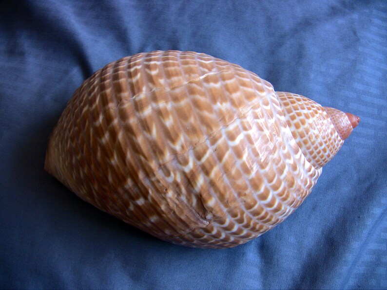 Huge Atlantic Partridge Tun Conch Shell, 7 Large, for Decoration ...