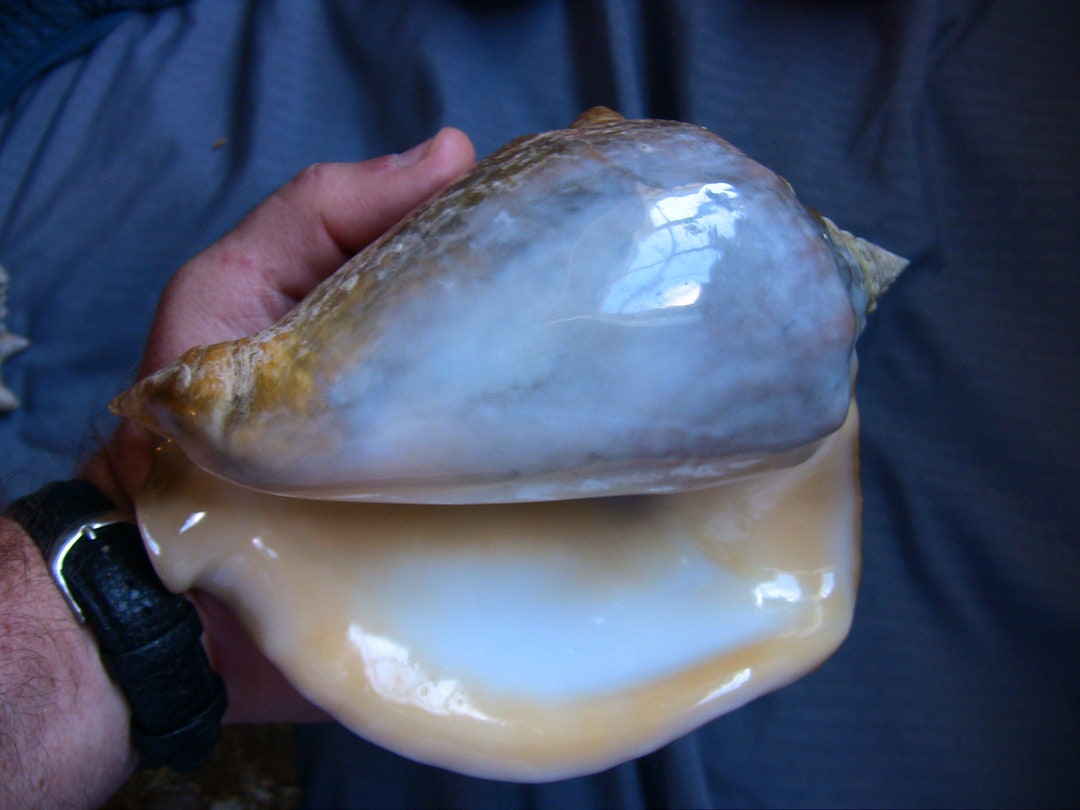 Beautiful Milk Conch Seashell, Gem Quality Conch Shell, 17 Cm Large - Etsy
