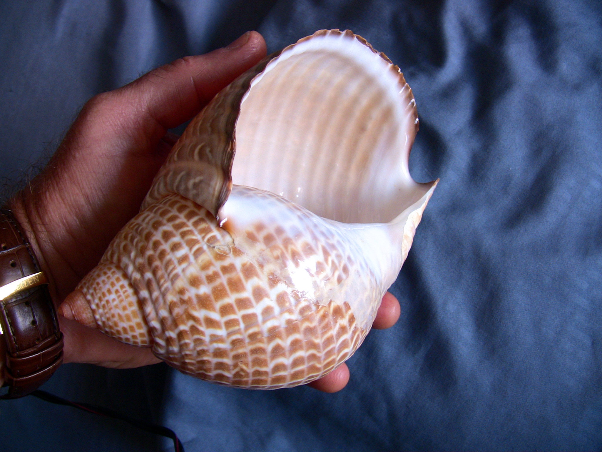 Huge Atlantic Partridge Tun Conch Shell, 7 Large, for Decoration ...