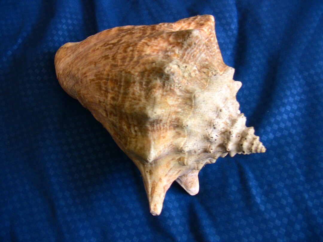 Queen Conch Shell, 8-1/2 Large, Diver's Finding - Etsy