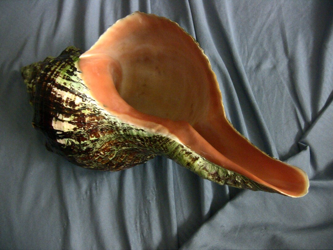 Beautiful Horse Conch Seashell, 16" Large, Fasciolariidae Family - Etsy