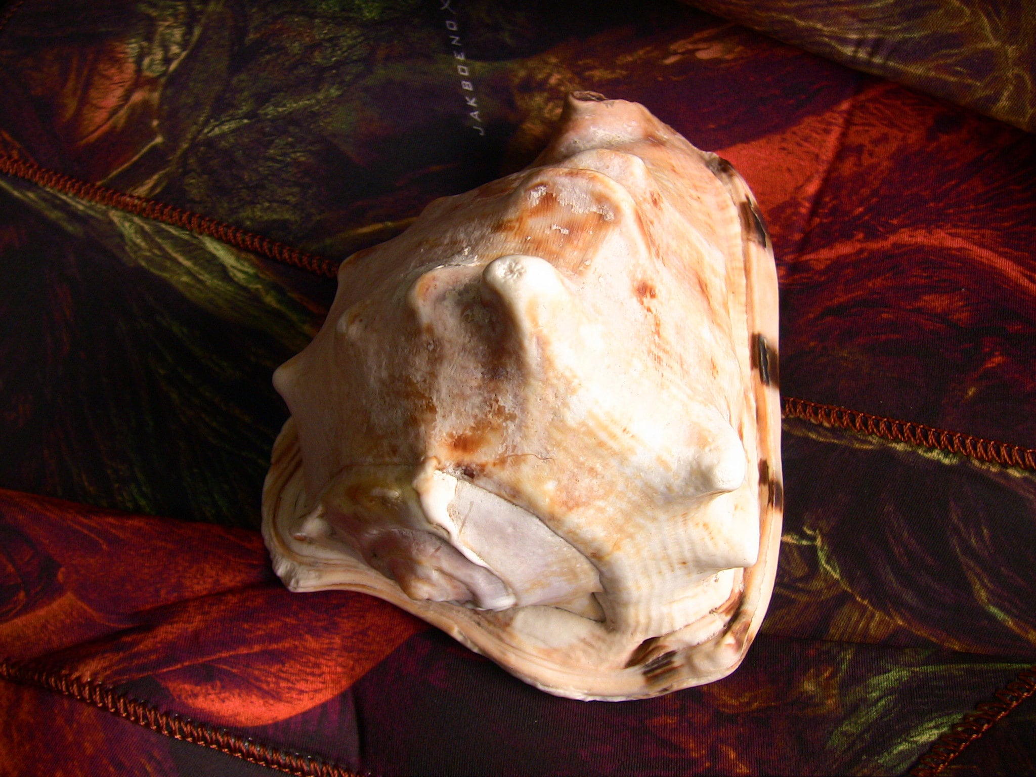 Beautiful Queen Helmet Conch Shell, About 5-1/4" Large Seashell - Etsy