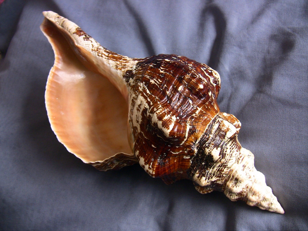 Beautiful Horse Conch Shell About 12 Large Seashell - Etsy