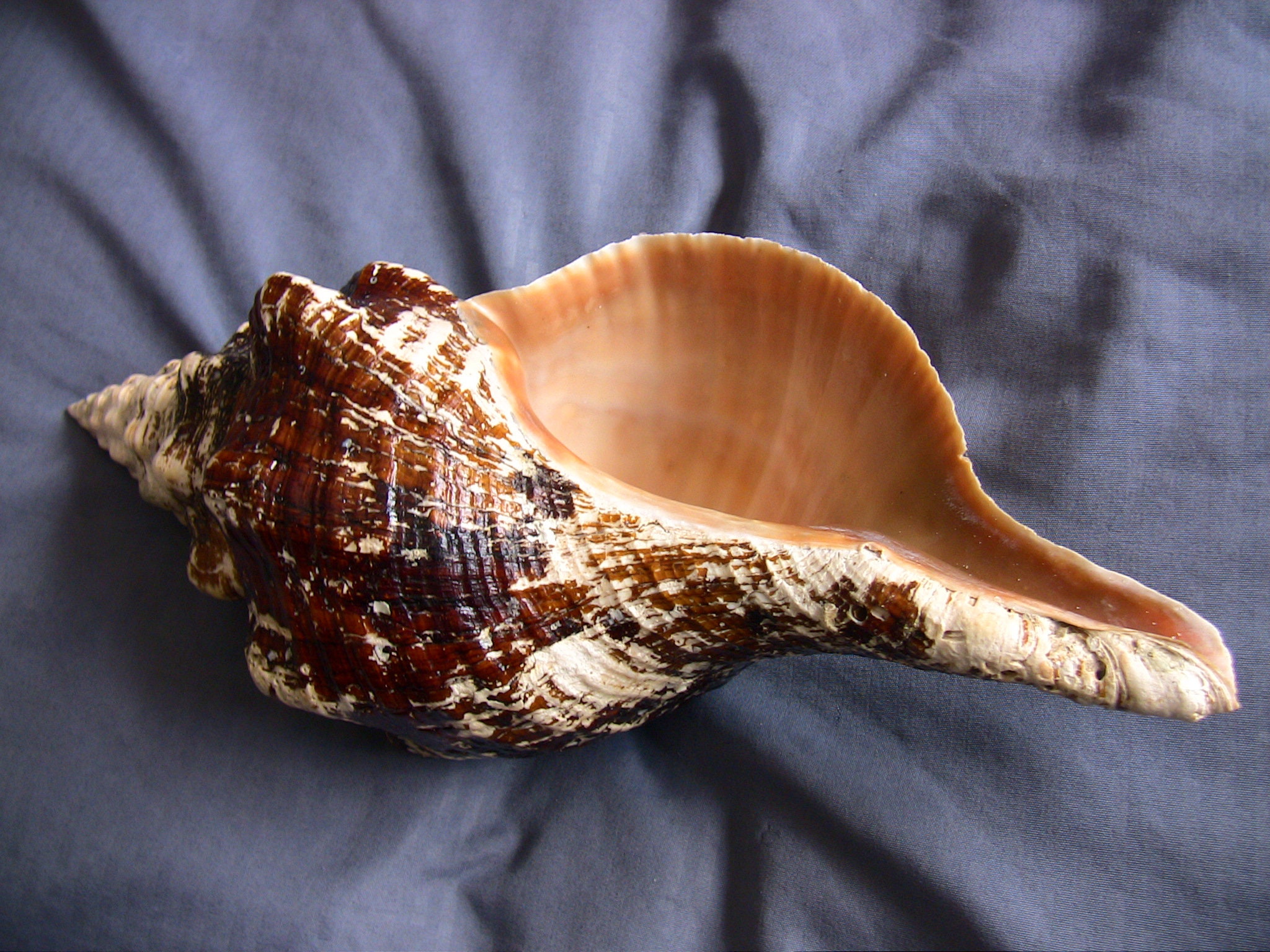 Beautiful Horse Conch Shell About 12 Large Seashell Etsy