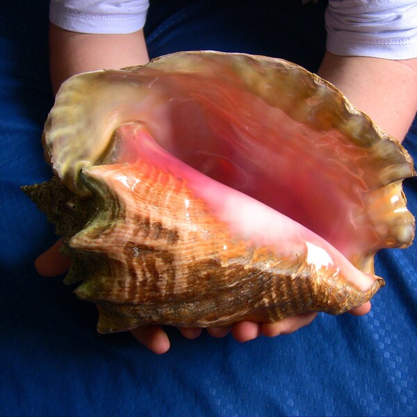 Queen Conch Shells - Etsy