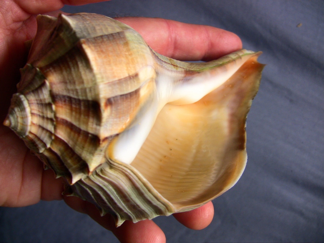 Lightning Whelk Conch Shells, About 6-1/2 Large, Seashells Decor - Etsy
