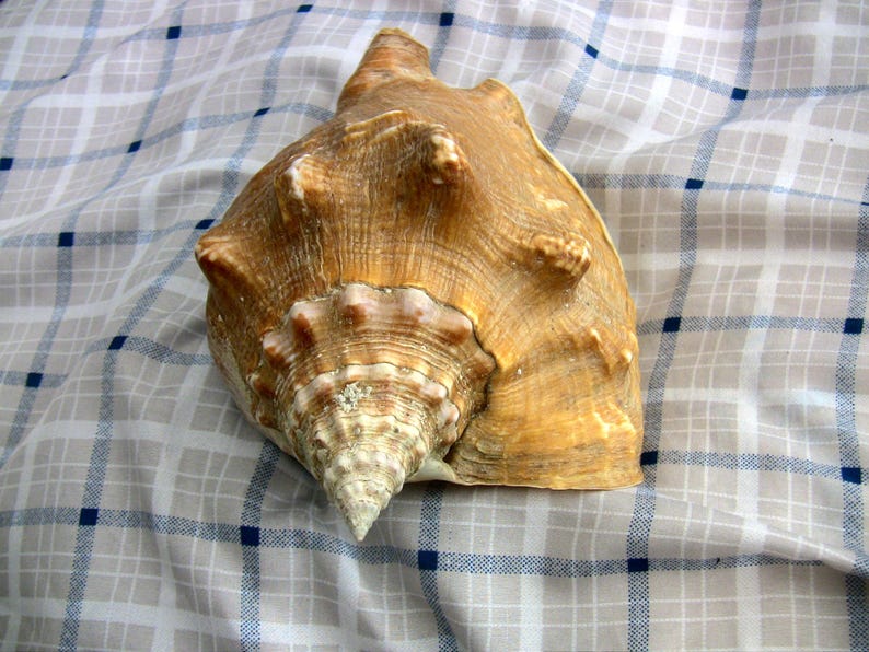 Beautiful Florida Milk Conch Shell 7" Large - Etsy