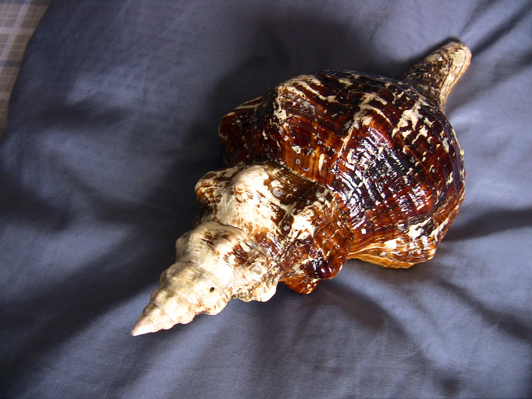 Beautiful Horse Conch Shell About 12 Large Seashell - Etsy