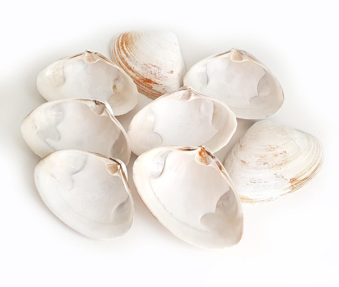 Large Clam Shells Set for Crafts and Beach Decor - 4 Natural White ...
