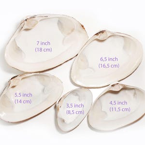 Large Atlantic Clam Shells: Coastal Decor, Craft Supplies - Set of 4 - Etsy