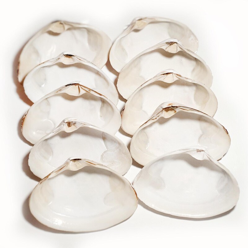 Shell Soaps - Etsy