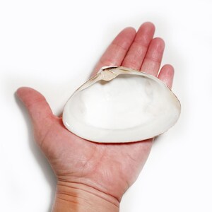 Large Atlantic Clam Shells: Coastal Decor, Craft Supplies - Set of 4 - Etsy