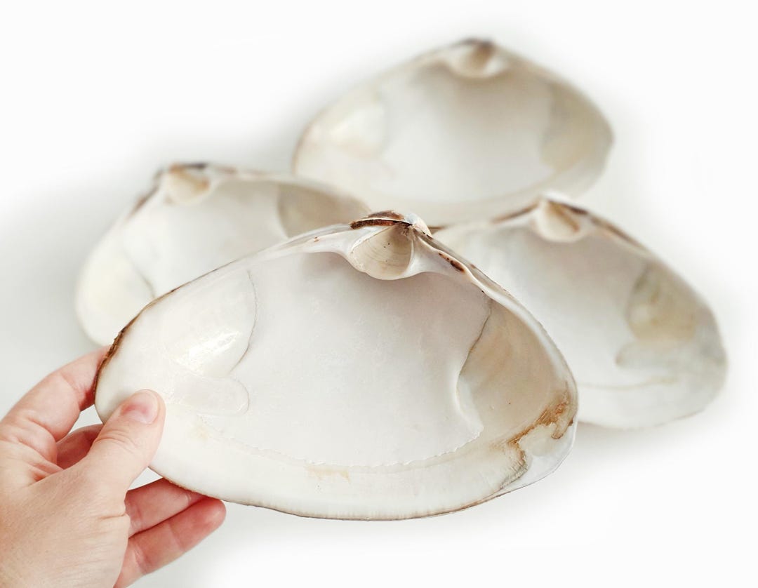 Large Atlantic Clam Shells: Beach Decor, Crafting, Baking - Set of 4 - Etsy