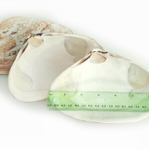 Jumbo Quahog Clam Shells – Set of 4 – Natural Seashells for Crafts ...
