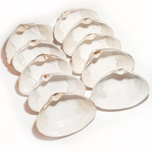 Large Atlantic Clam Shells: Coastal Decor, Craft Supplies - Set of 4 - Etsy