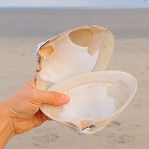 Large Atlantic Clam Shells: Coastal Decor, Craft Supplies - Set of 4 - Etsy
