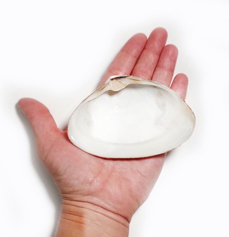 Set of 10 Large Atlantic Jumbo Clam Sea Shells: Beach Decor, Soap Dish ...