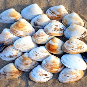 Jumbo Quahog Clam Shells – Set of 4 – Natural Seashells for Crafts ...