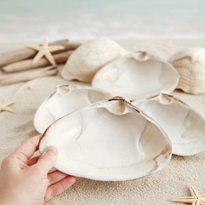 Large Atlantic Clam Shells: Coastal Decor, Craft Supplies - Set of 4 - Etsy