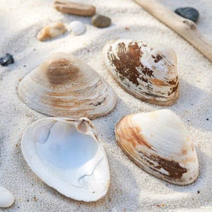 Large Atlantic Clam Shells: Coastal Decor, Craft Supplies - Set of 4 - Etsy