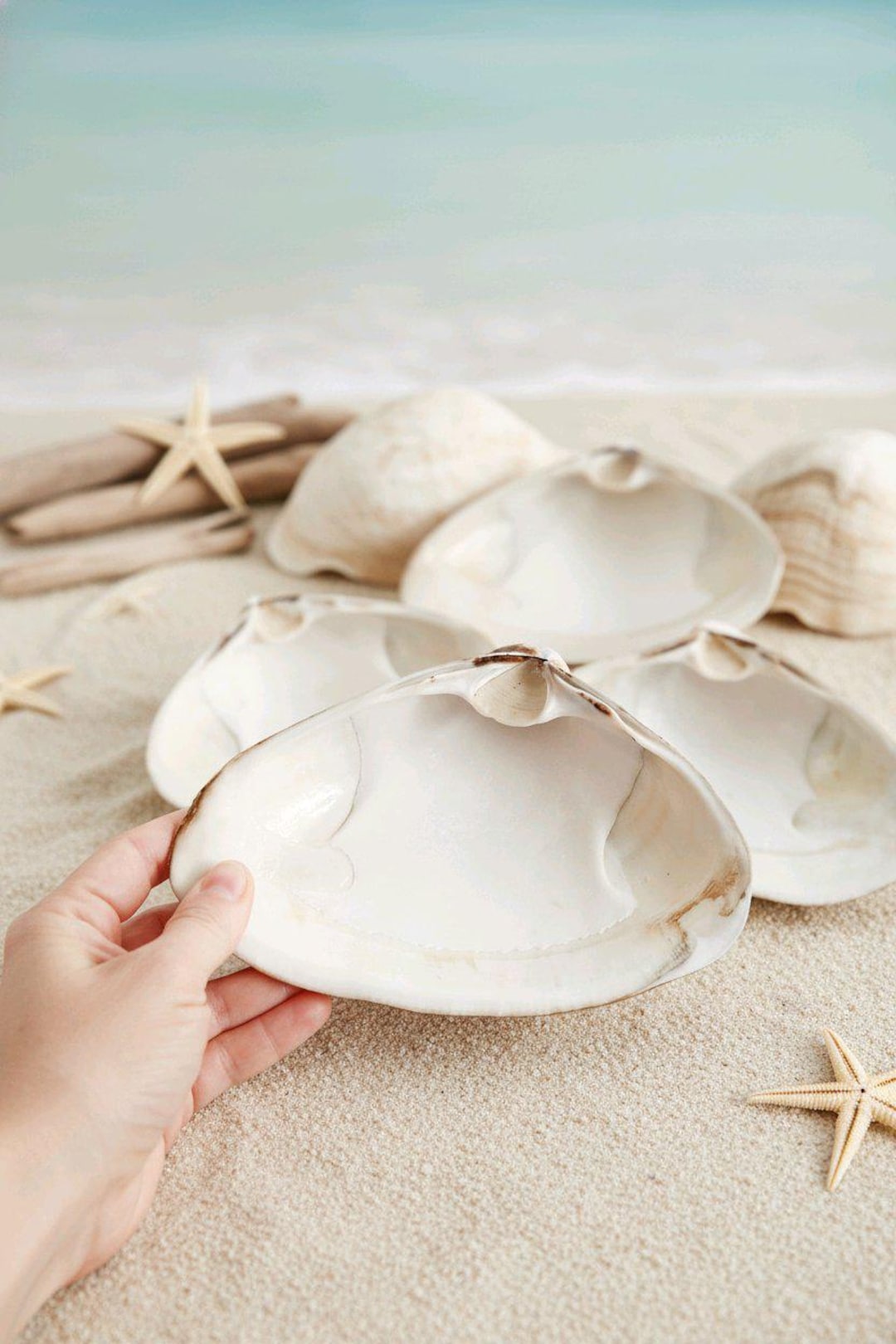 Large Atlantic Clam Shells: Beach Decor, Crafting, Baking - Set of 4 - Etsy