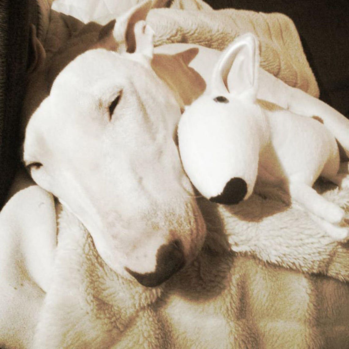 Custom Cat Portrait Soft Toy Cat Replica TO ORDER - Etsy