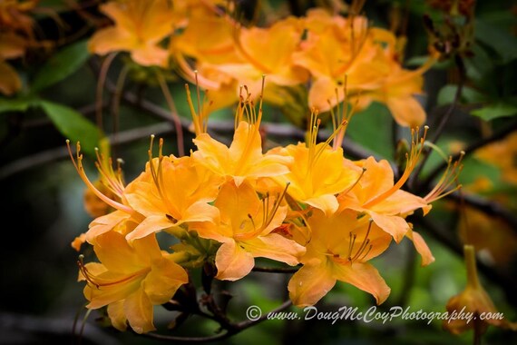 Flame Azalea 0617 - Etsy